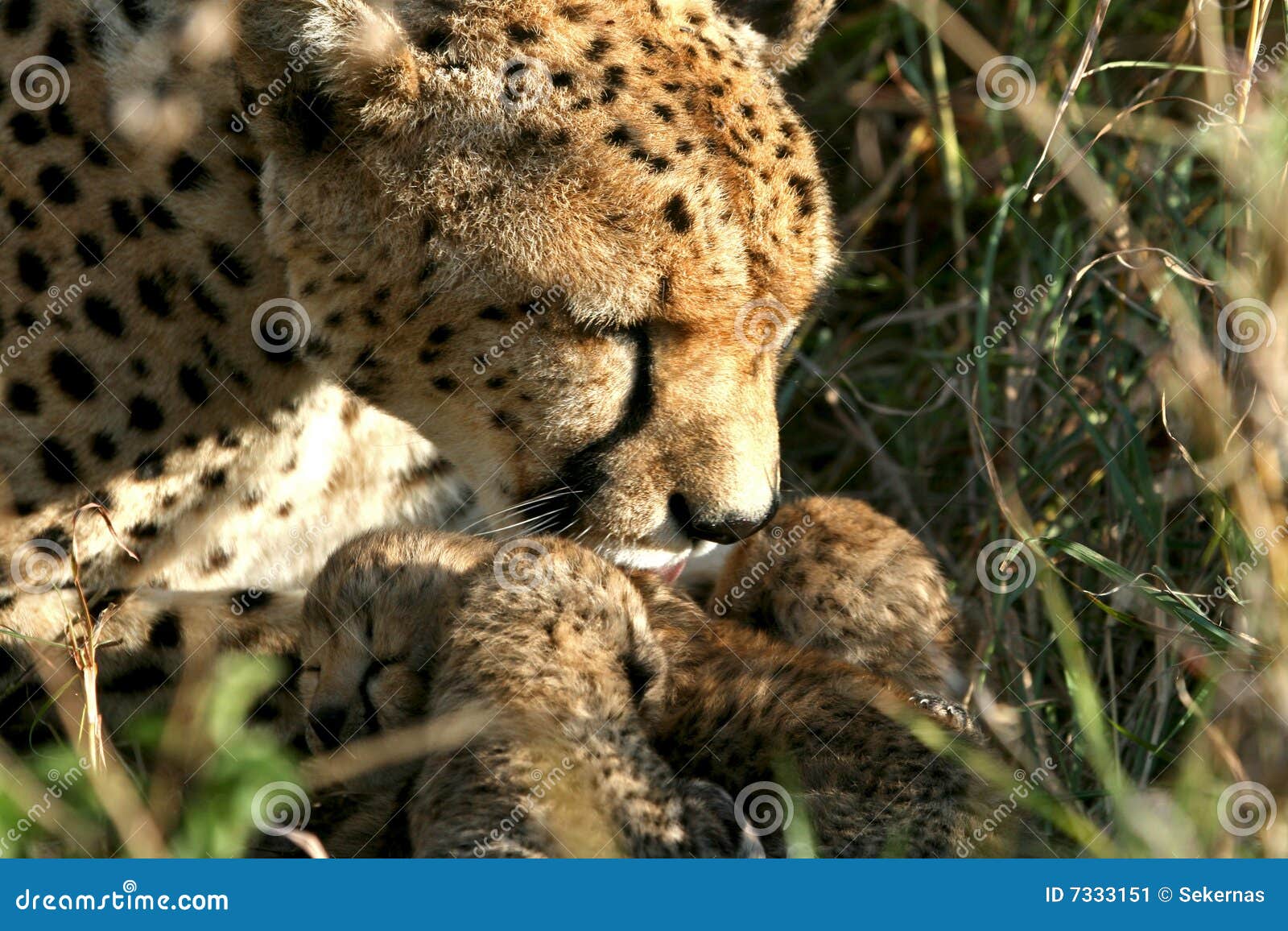 Cheetah mother with cubs stock image. Image of parental - 7333151