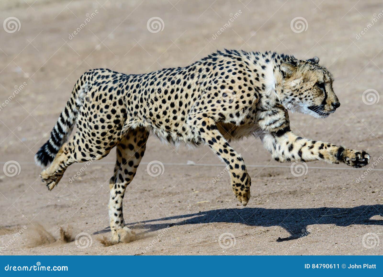 Cheetah in motion stock image. Image of etosha, nature - 84790611