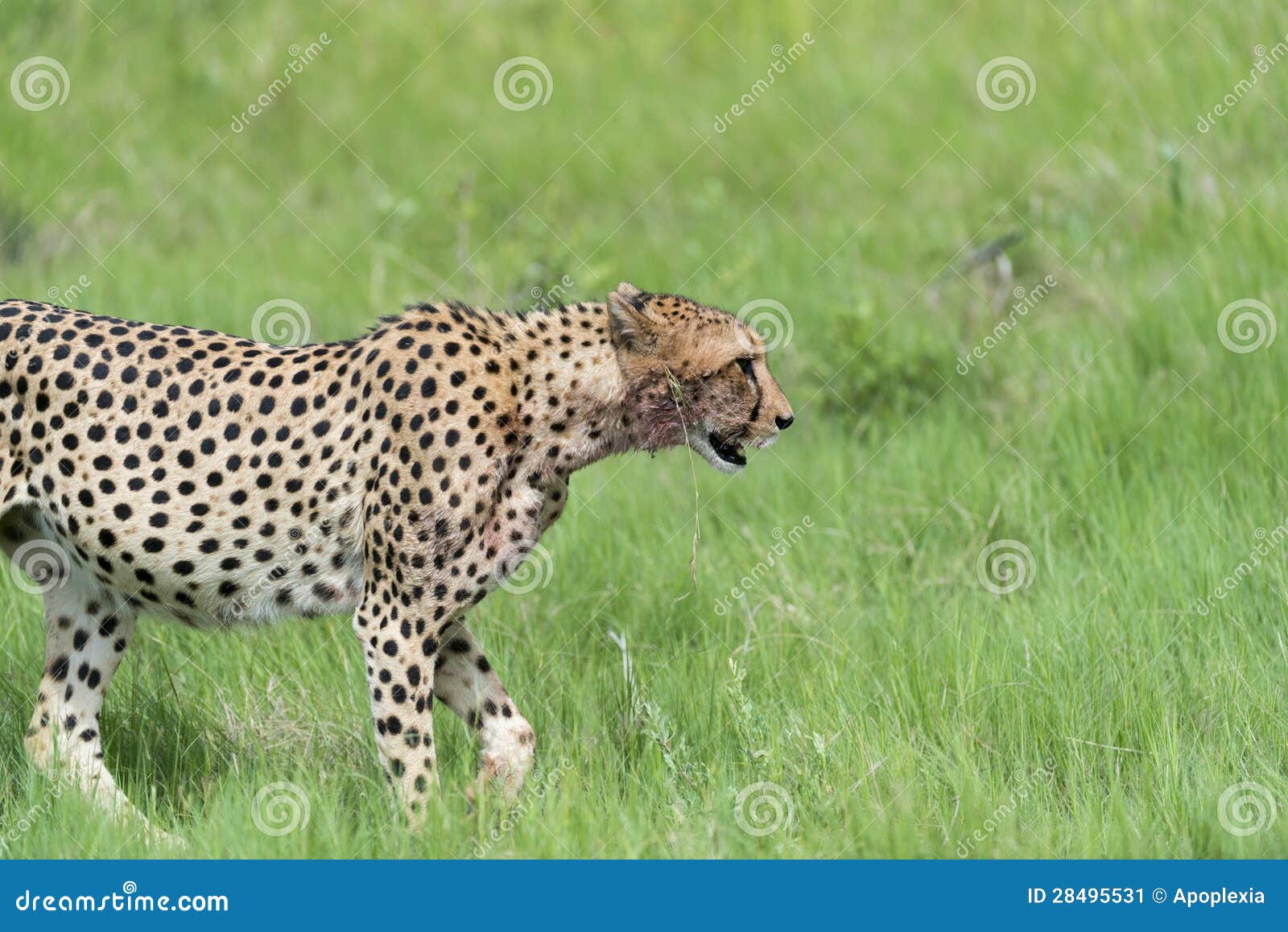 Cheetah on the move stock image. Image of cheetah, gold - 28495531