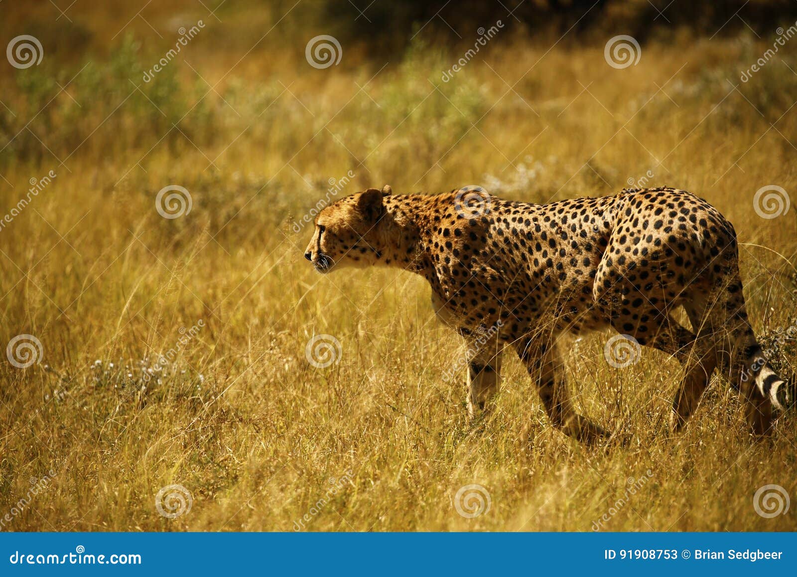 Cheetah Moving Fast stock image. Image of african, brsimages - 91908753