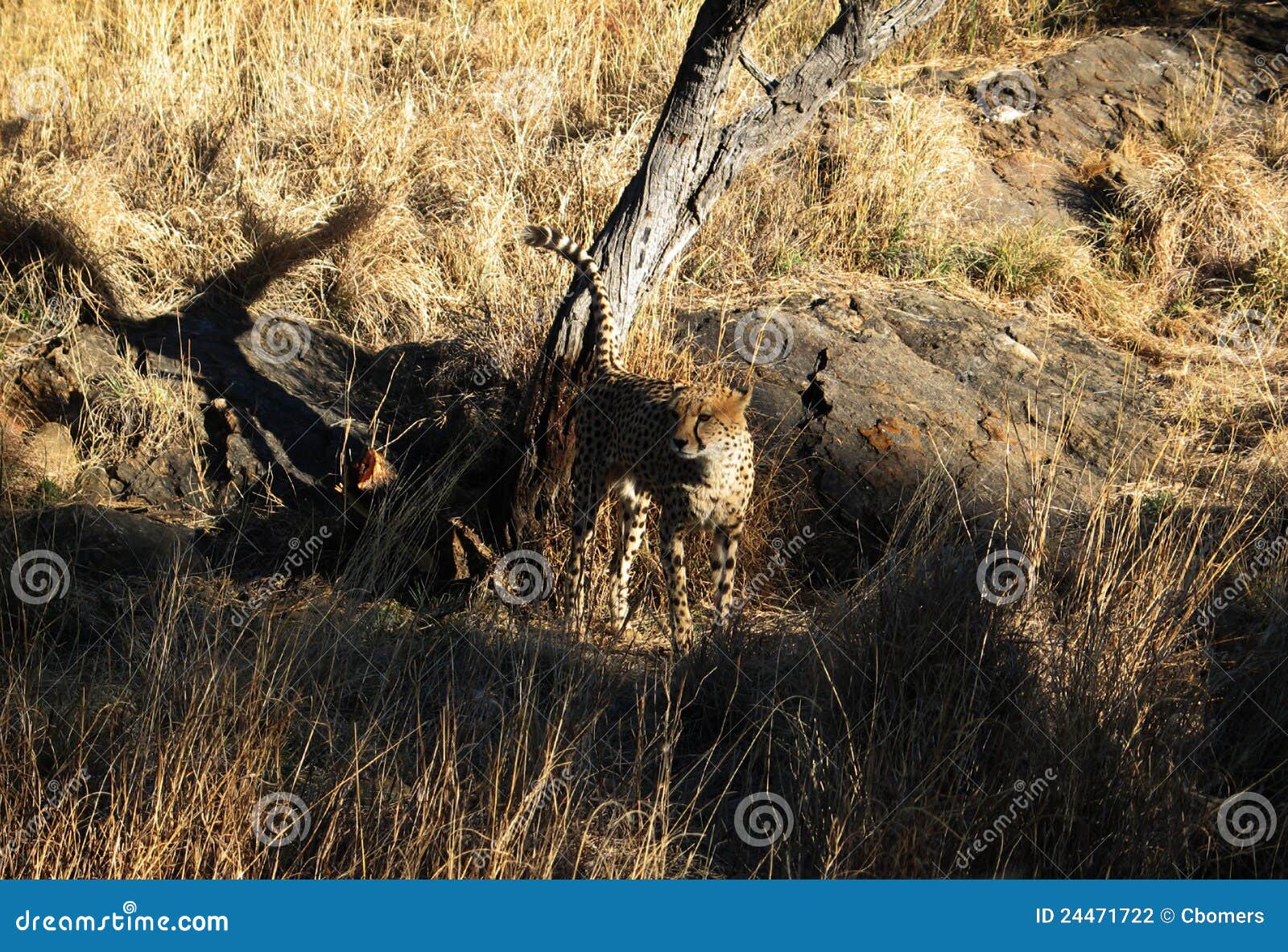 Cheetah, Namibia stock photo. Image of endangered, longlegged - 24471722