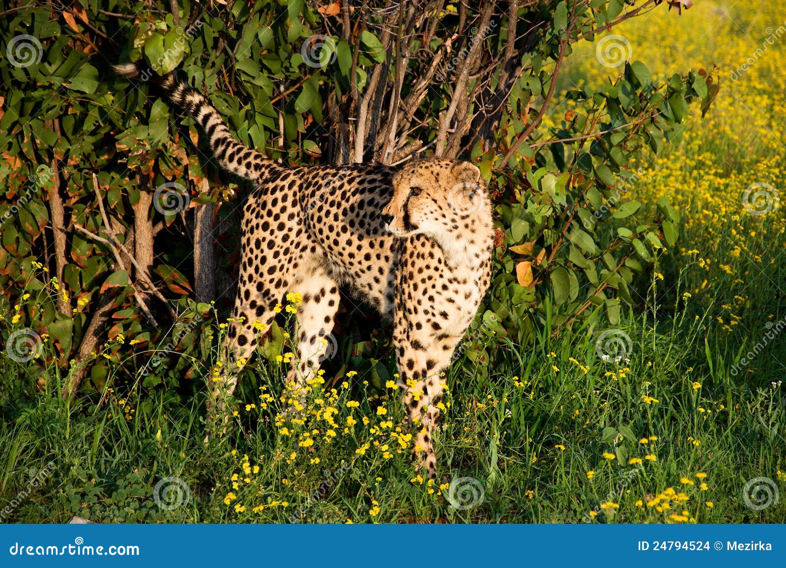 Cheetah in Namibia stock photo. Image of wildlife, landscape - 24794524