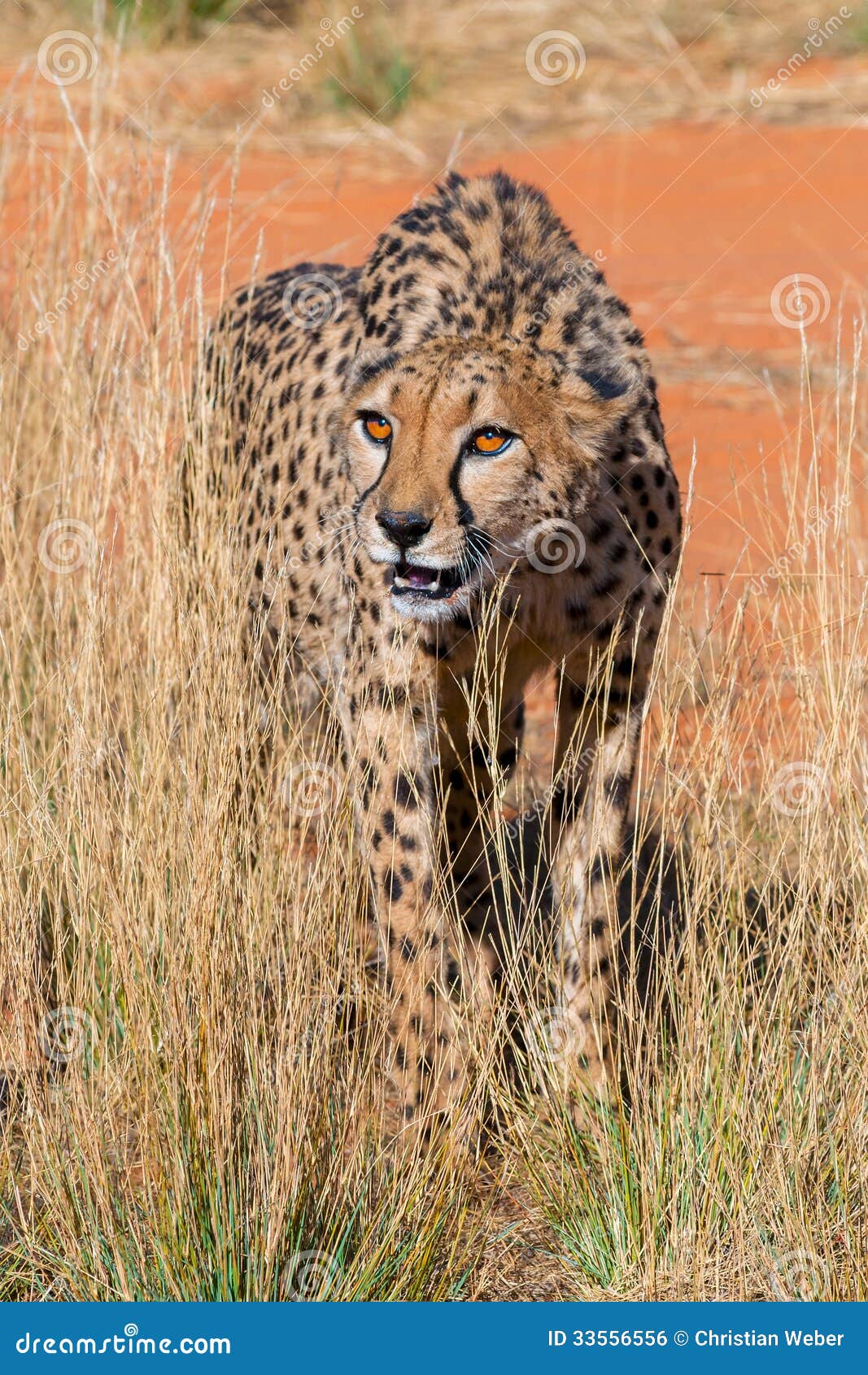 Cheetah namibia stock photo. Image of speed, namibia - 33556556