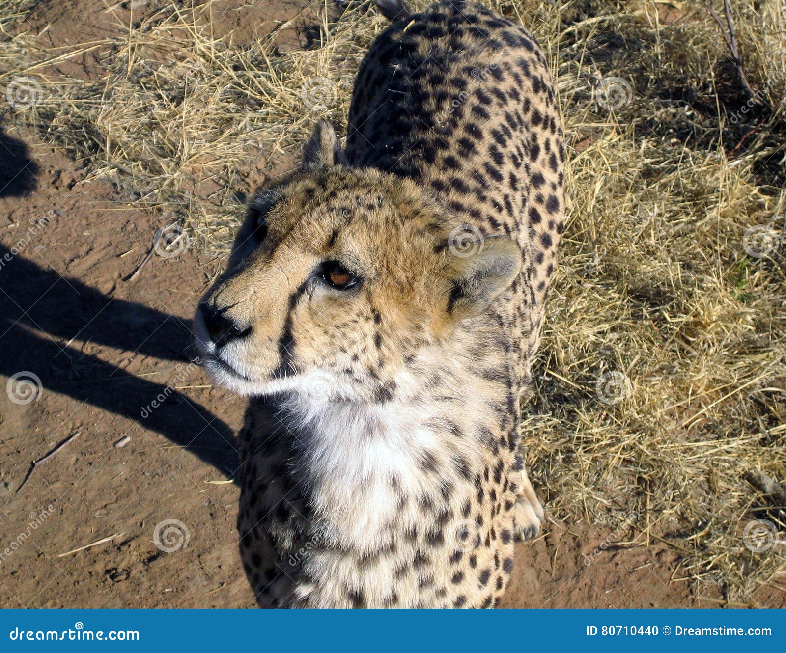 Cheetah in Namibia stock photo. Image of hunter, africa - 80710440