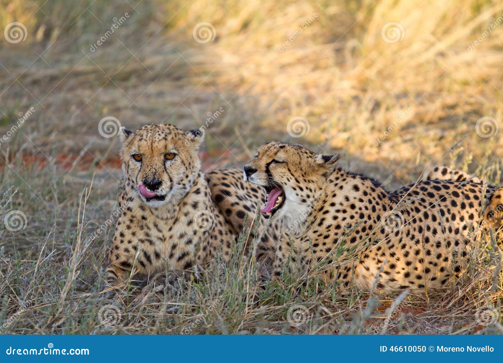 Cheetah, Namibia stock photo. Image of africa, south - 46610050