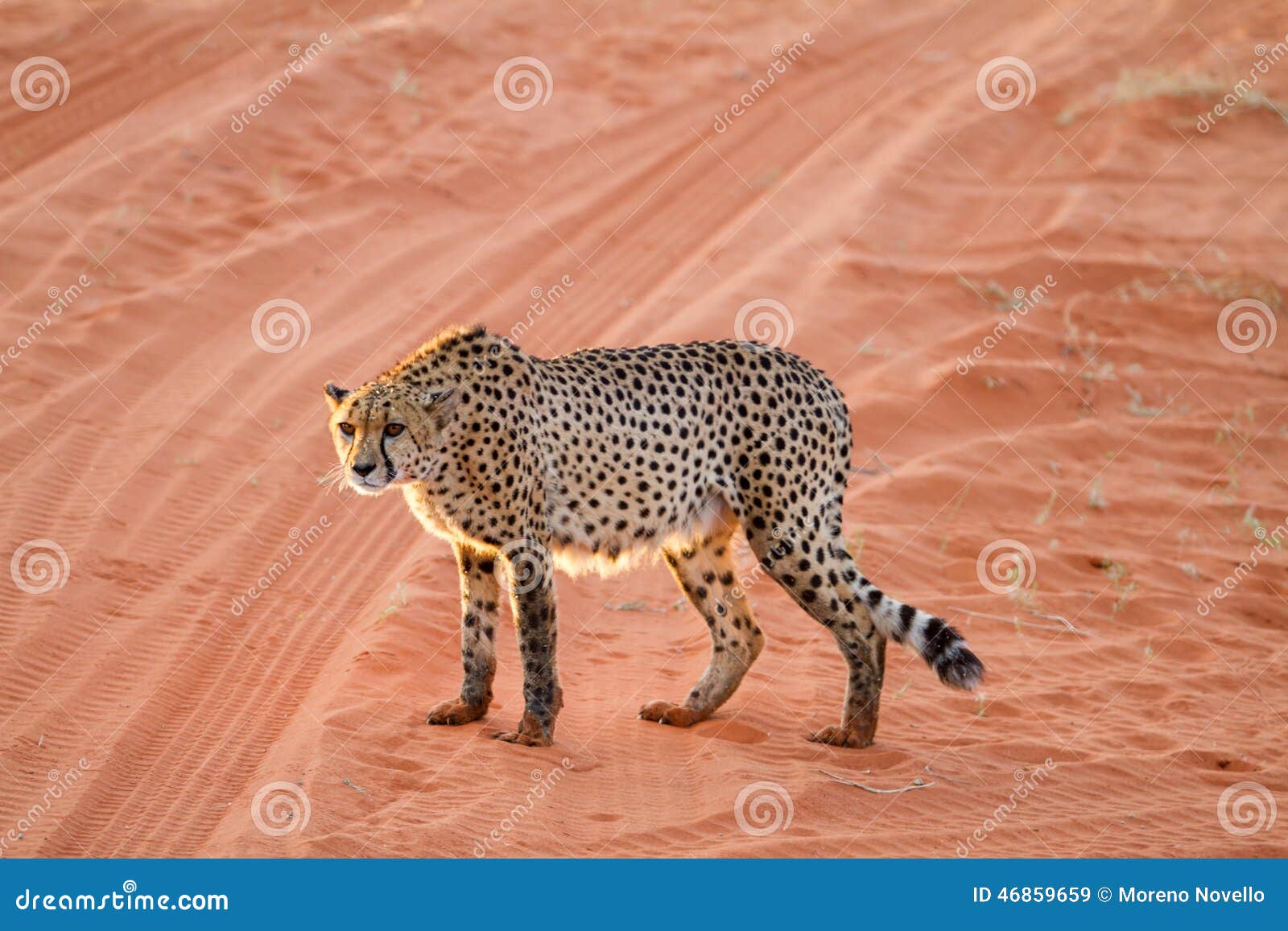 Cheetah, Namibia stock image. Image of botswana, hunting - 46859659