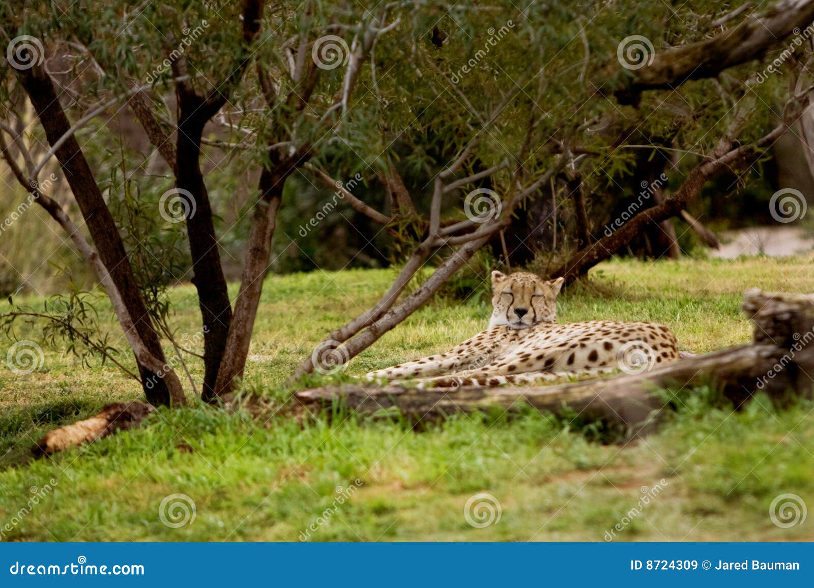 Cheetah napping stock image. Image of land, mammal, catch - 8724309