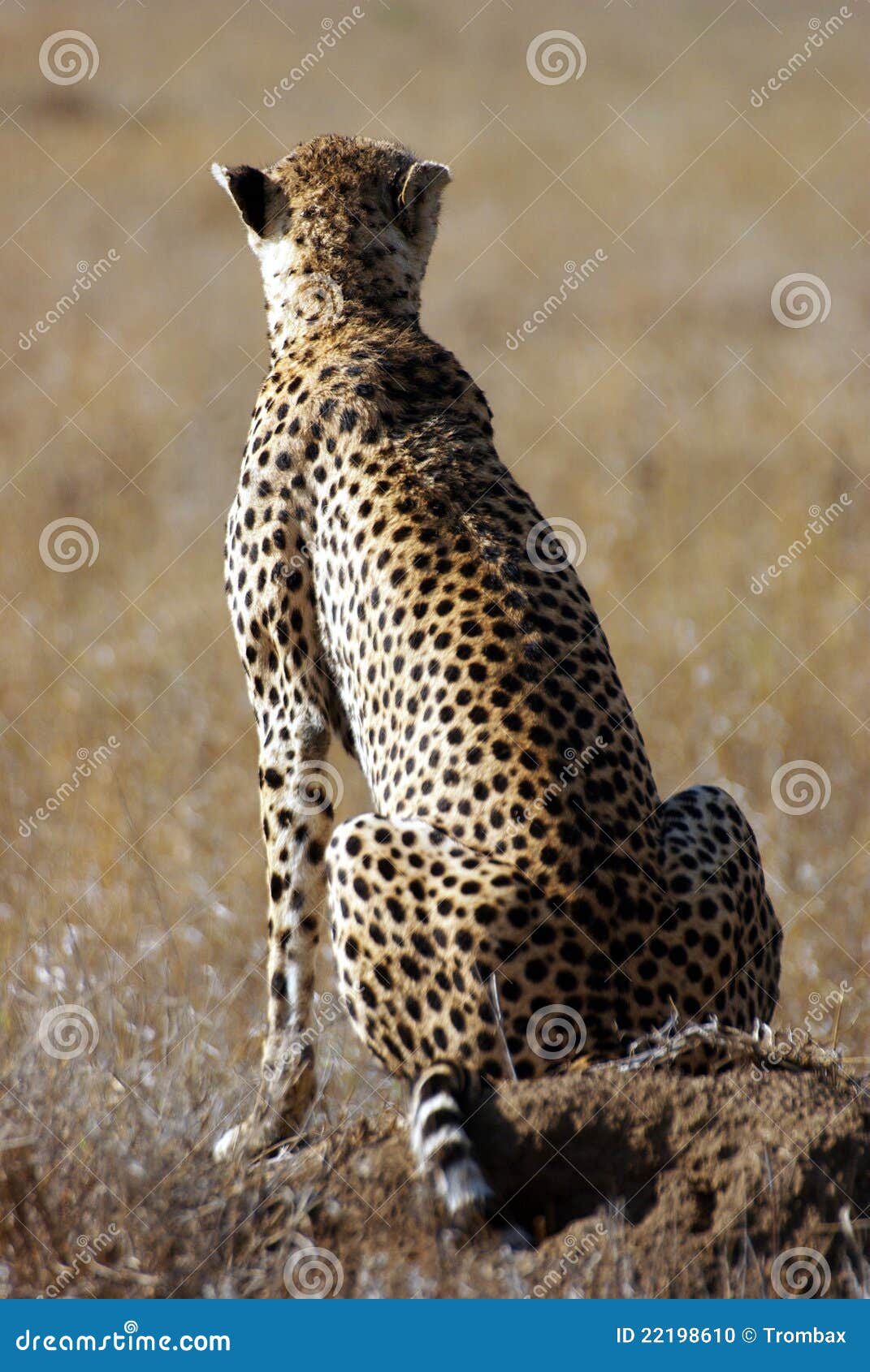 Cheetah observing savanna stock photo. Image of feline - 22198610
