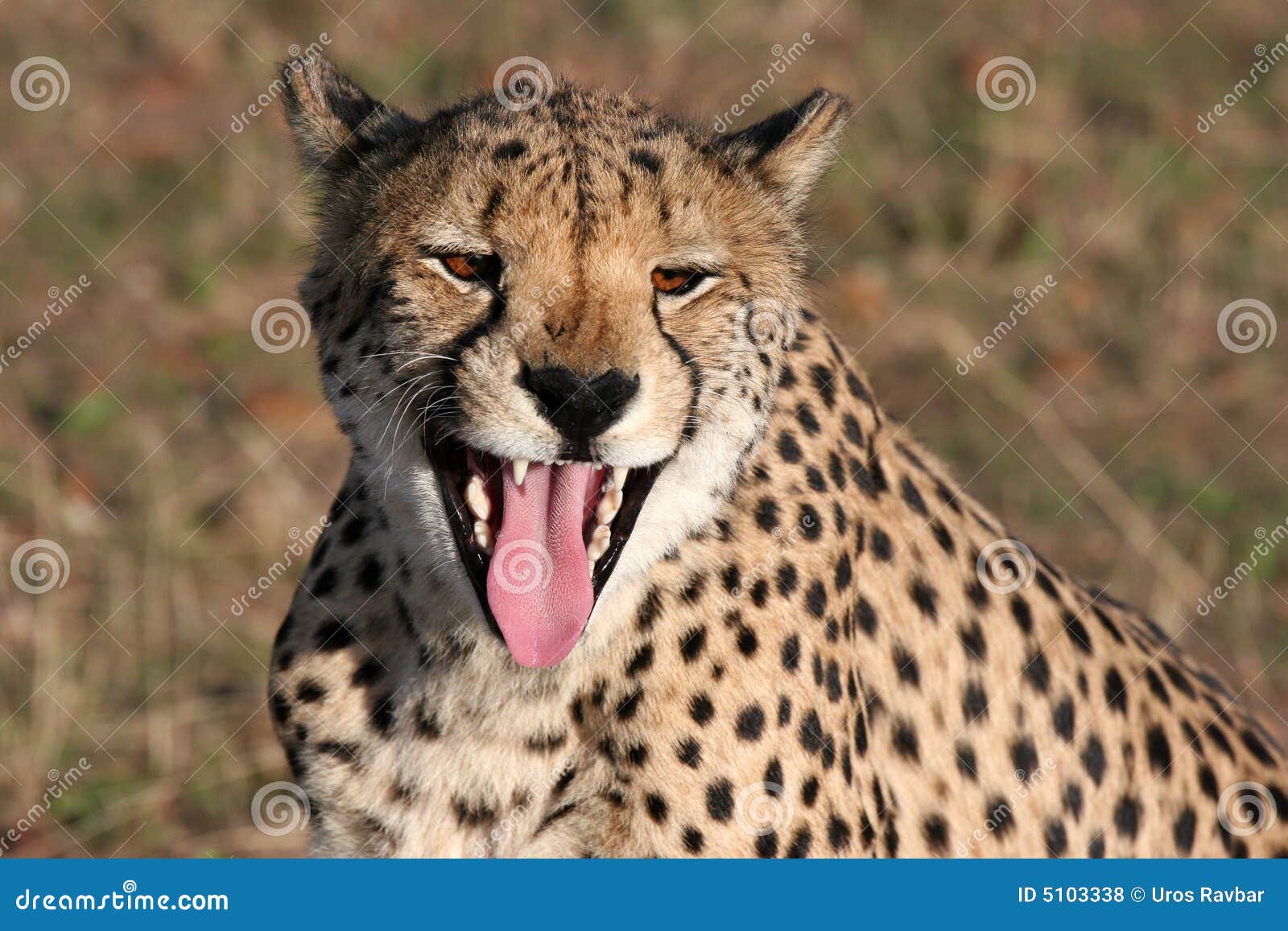 Cheetah With Open Muzzle Picture. Image: 5103338