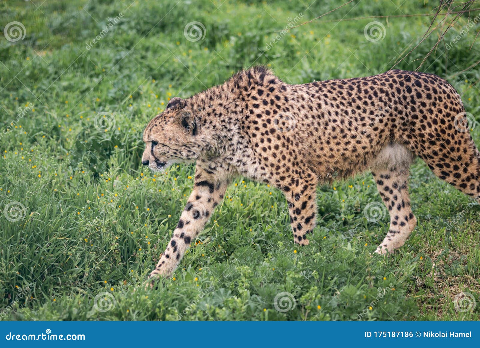A Strong Cheetah Stalks through the Low Green Grass Editorial Photo ...