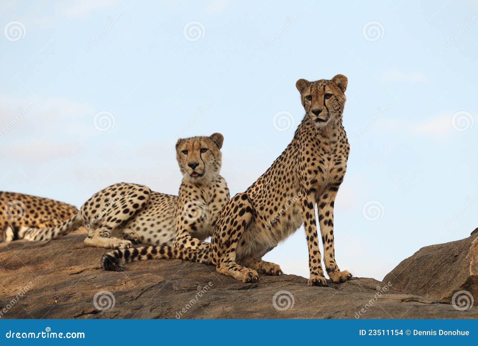 Cheetah pair sitting stock photo. Image of africa, fastest - 23511154