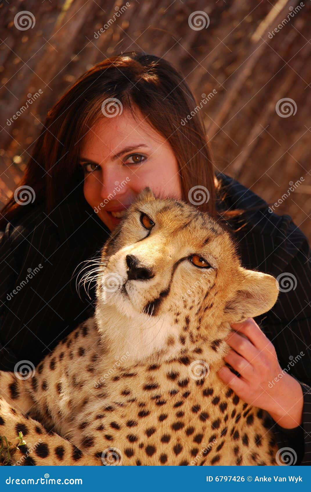Cheetah pet stock photo. Image of expression, attractive - 6797426