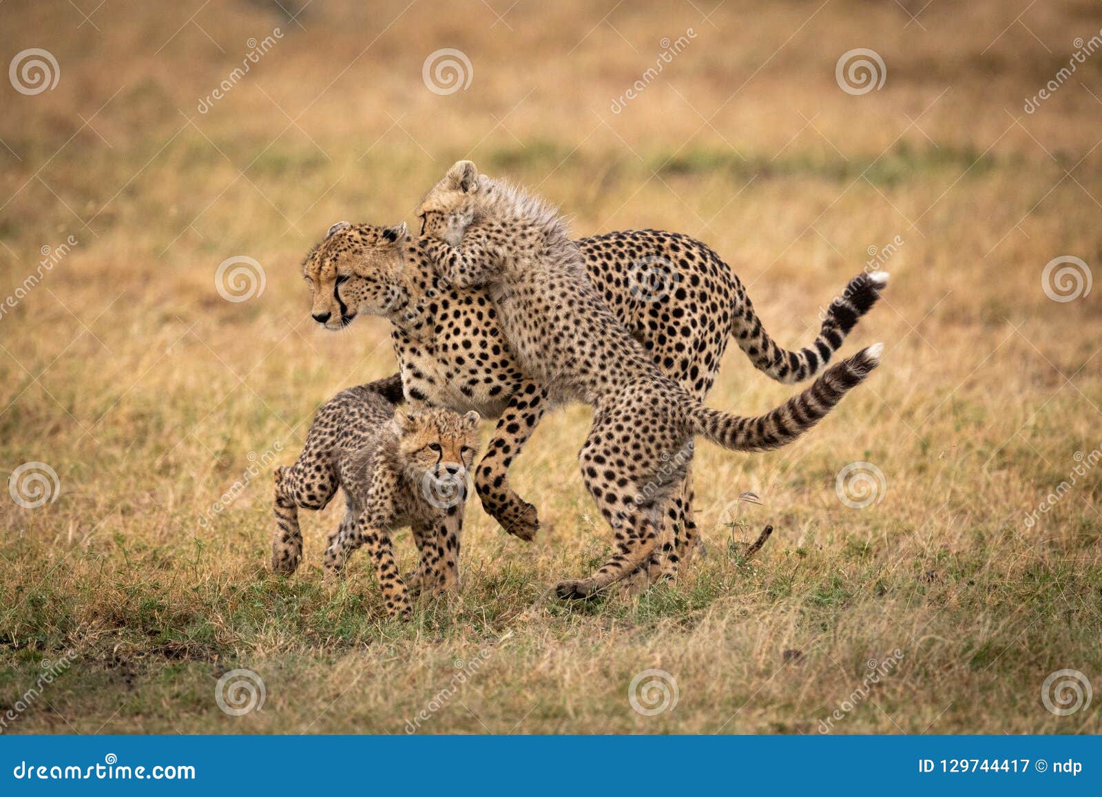Cheetah Play Fighting with Her Two Cubs Stock Image - Image of animal ...