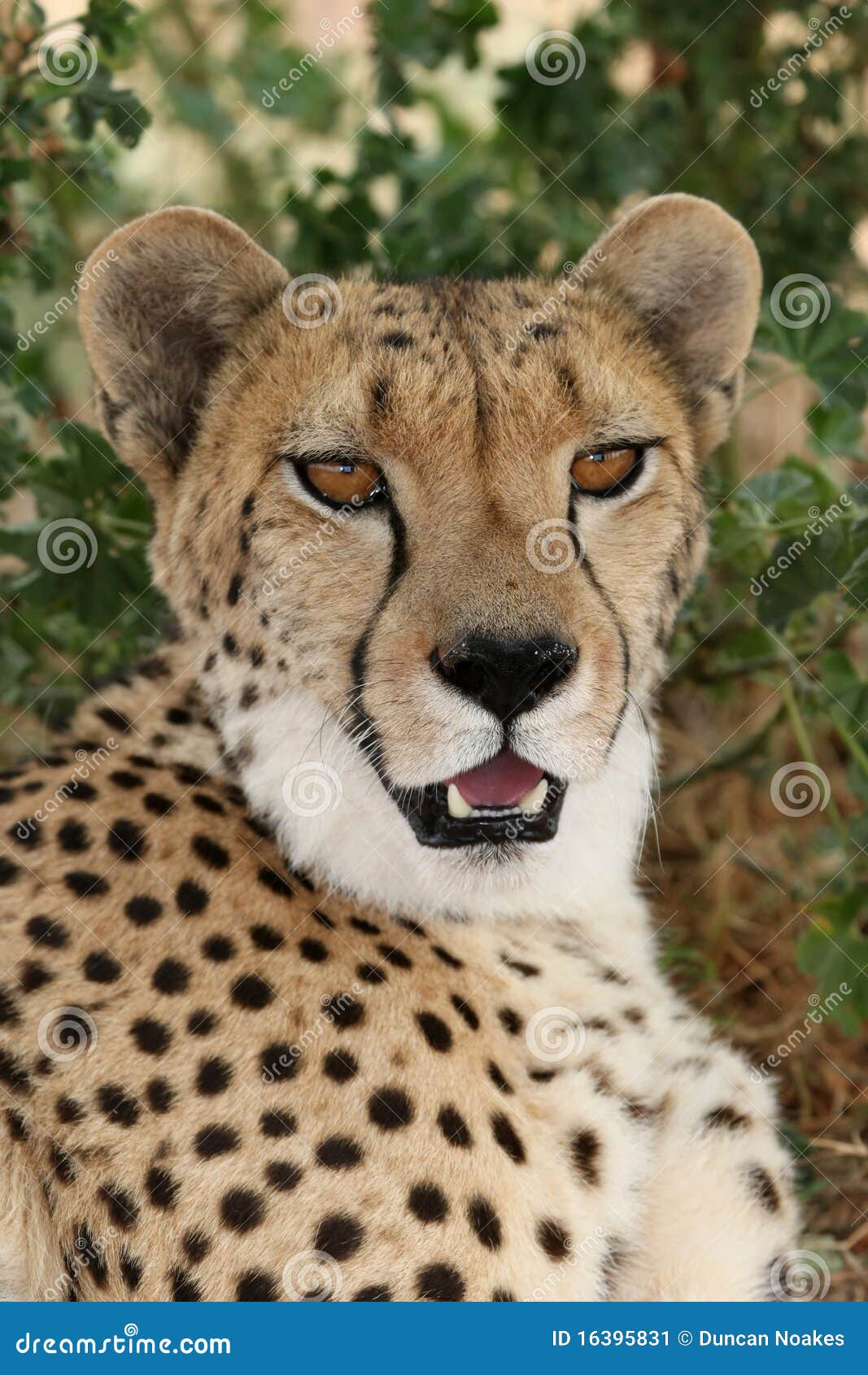 Cheetah Portrait stock image. Image of danger, jubatus - 16395831