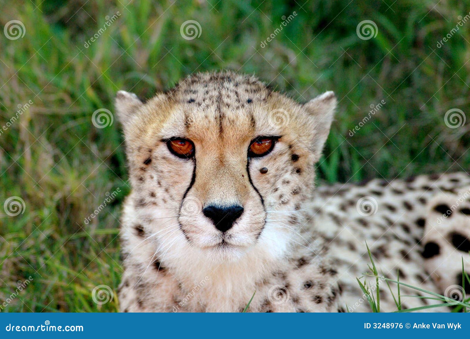 Cheetah portrait stock photo. Image of feline, hide, endangered - 3248976