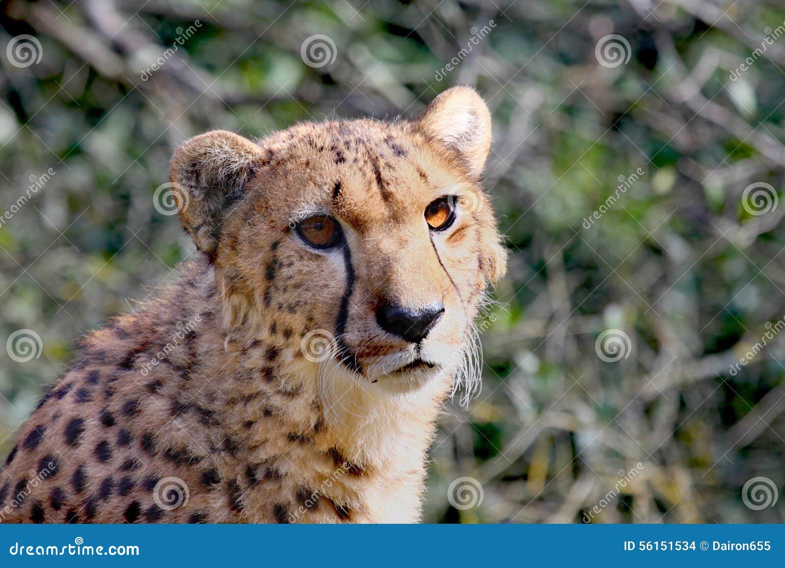 Cheetah stock photo. Image of species, dangerous, serengeti - 56151534