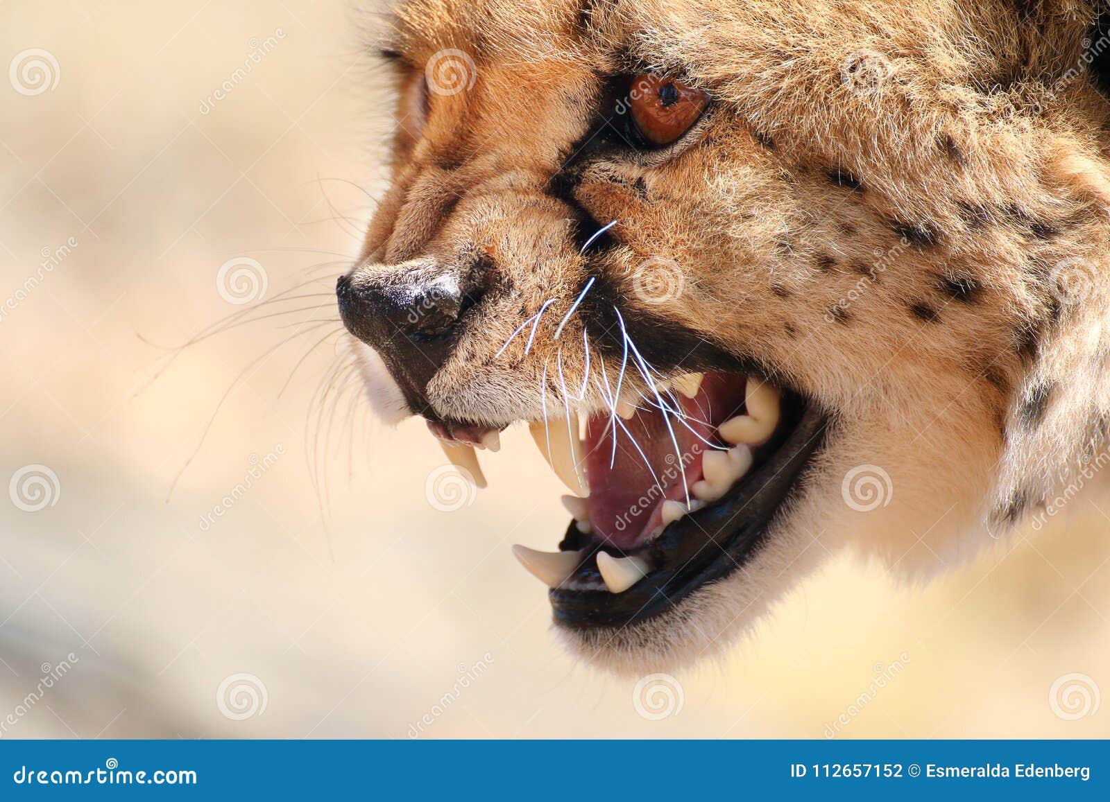 Cheetah stock photo. Image of feline, namibia, afraid - 112657152