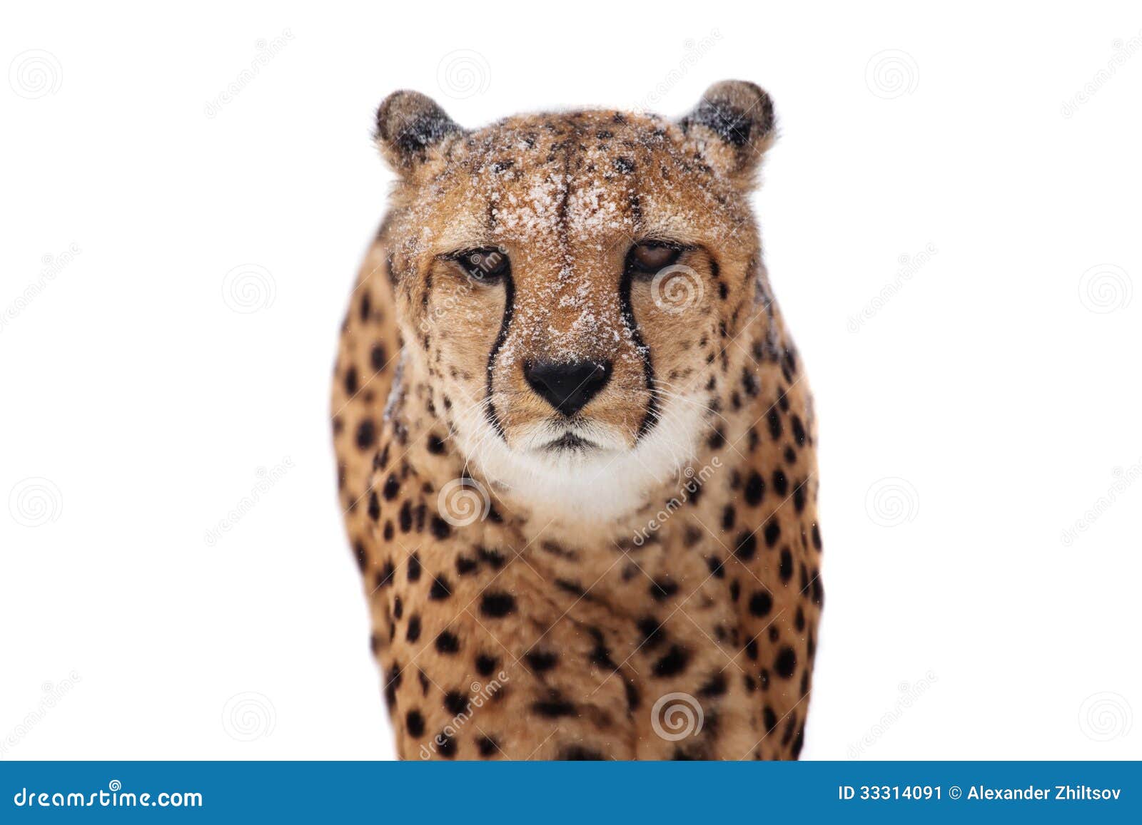 Cheetah stock image. Image of cheetah, wildlife, closeup - 33314091