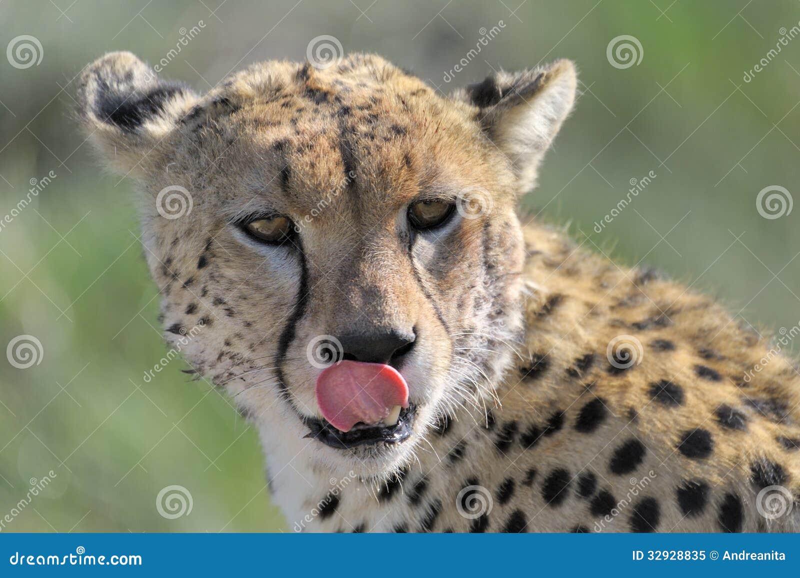 Cheetah stock image. Image of mouth, environment, animal - 32928835