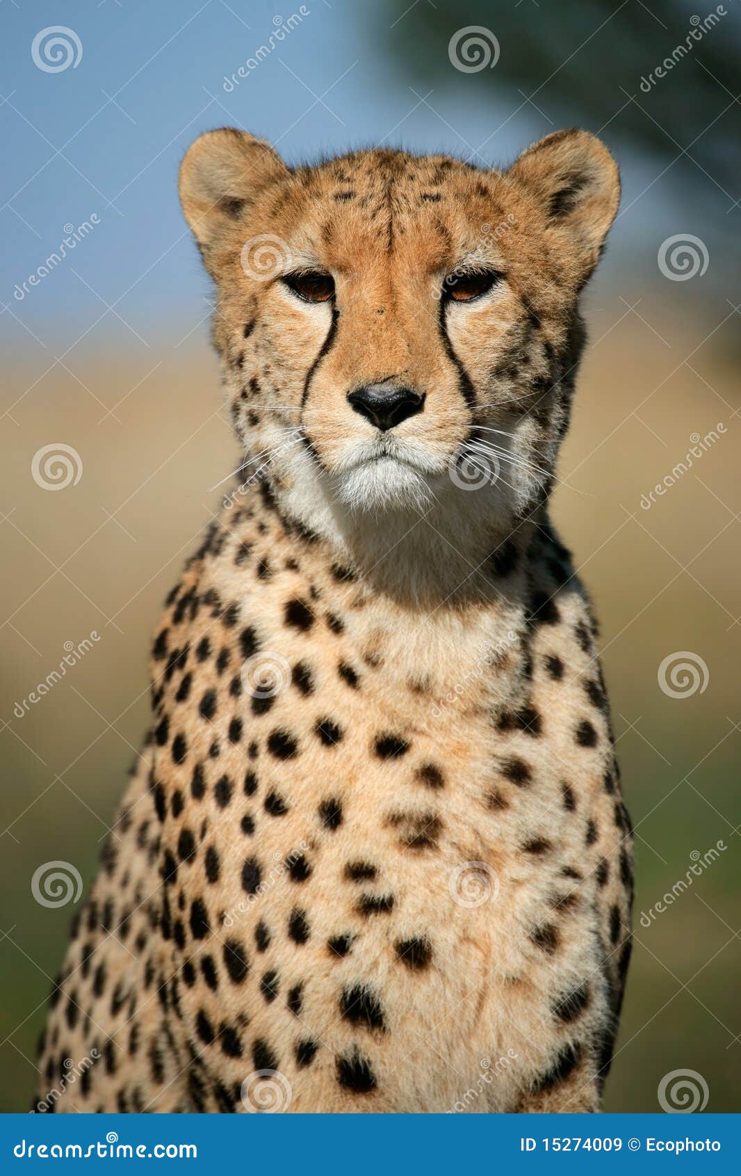 Cheetah Portrait, South Africa Stock Image - Image of portrait, mouth ...