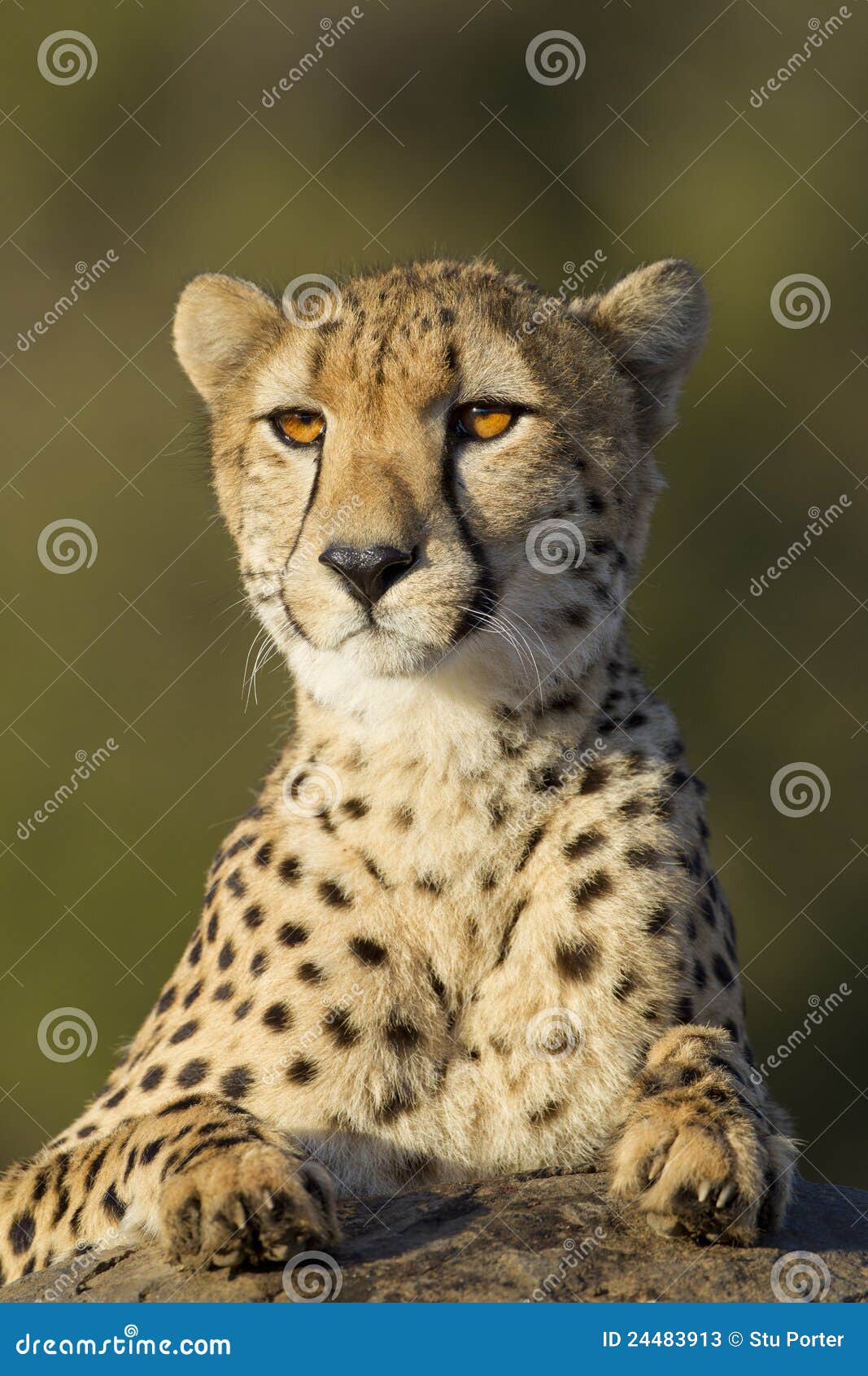 Cheetah Portrait In Tall Grass Stock Photography | CartoonDealer.com ...