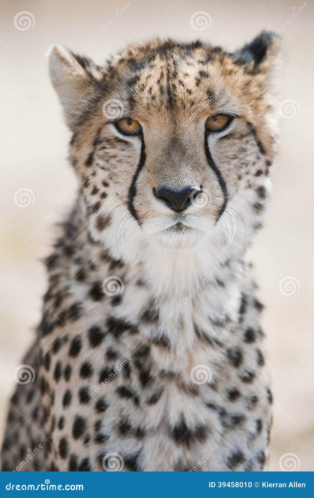 Cheetah Portrait South Africa Stock Photo - Image of cheetah, africa ...