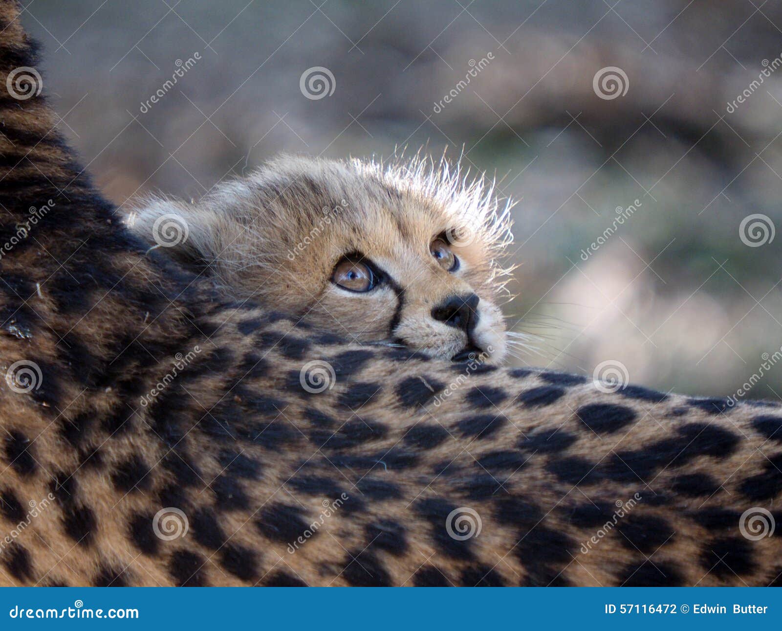 Cheetah stock photo. Image of background, head, front - 57116472