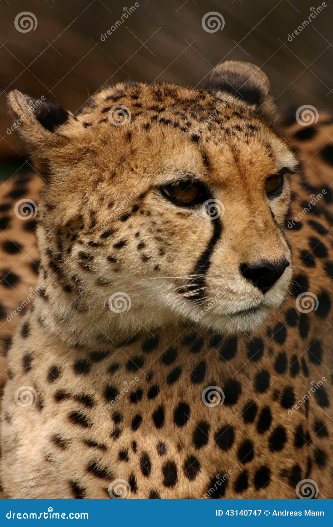 Closeup of a Beautiful Cheetah Face Stock Image - Image of carnivore ...
