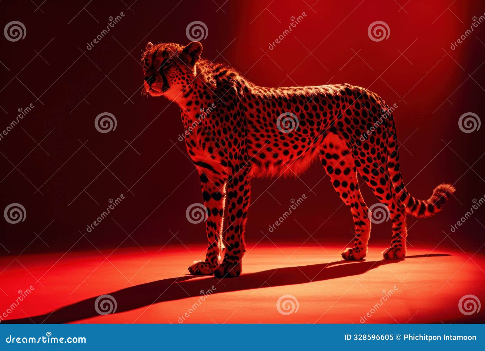 A Cheetah Pose Like Leader in an Elegant Position Stock Image - Image ...