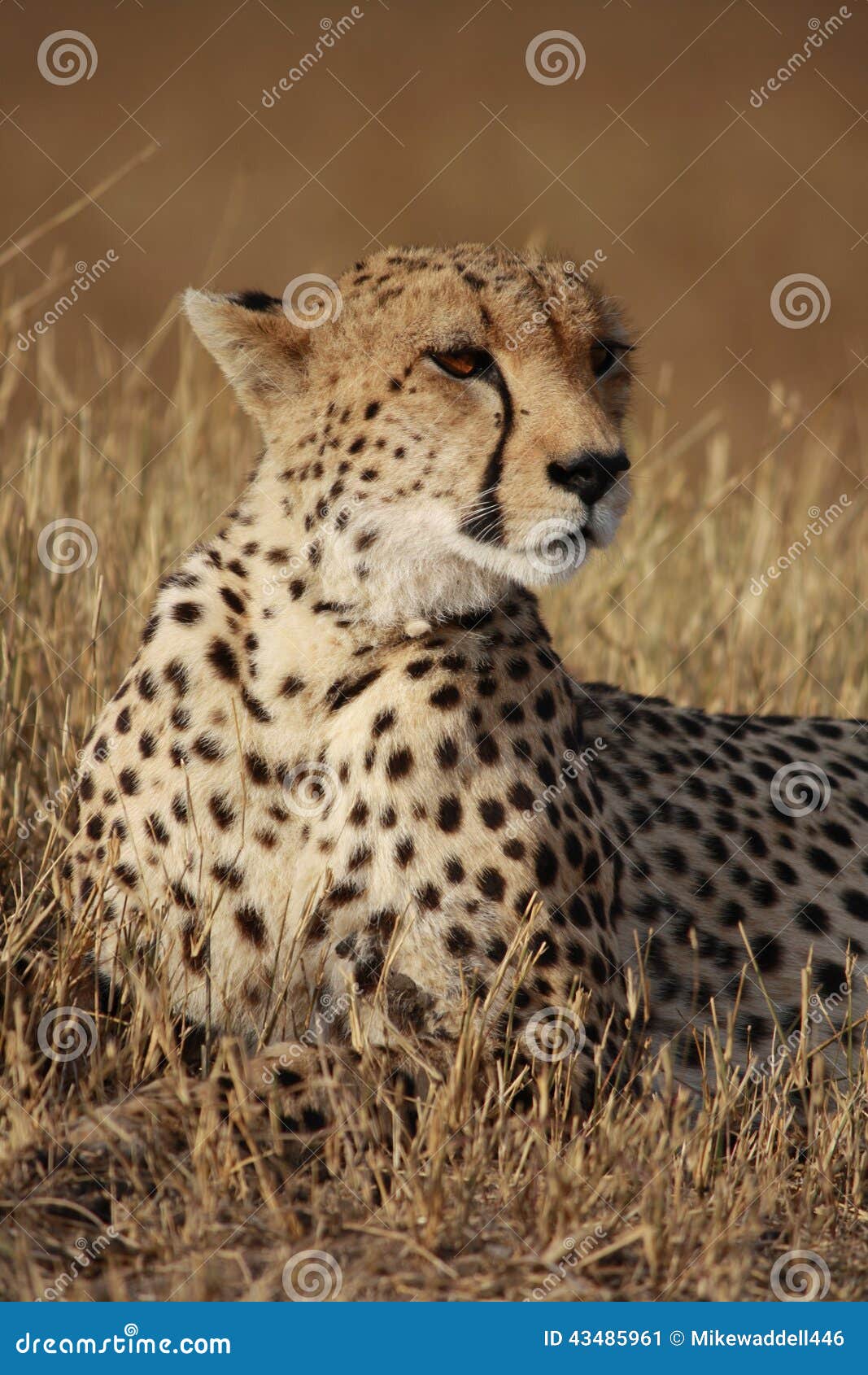 Cheetah poses stock image. Image of masai, animal, animals - 43485961