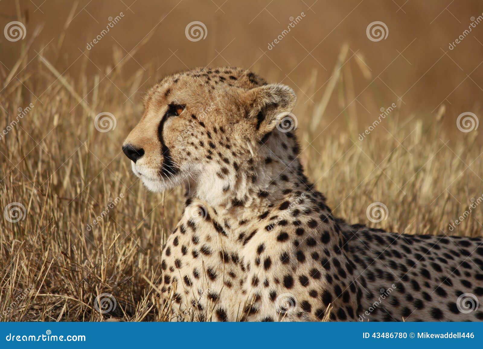 Cheetah poses stock photo. Image of animals, animal, poses - 43486780