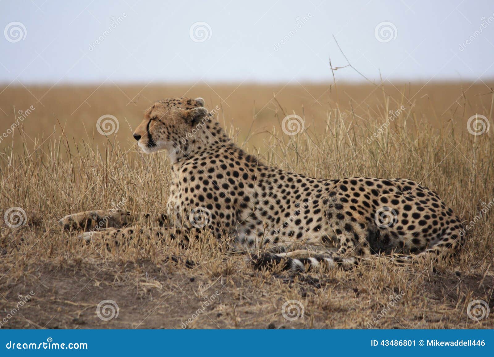 Cheetah poses stock image. Image of africa, mara, cheetah - 43486801