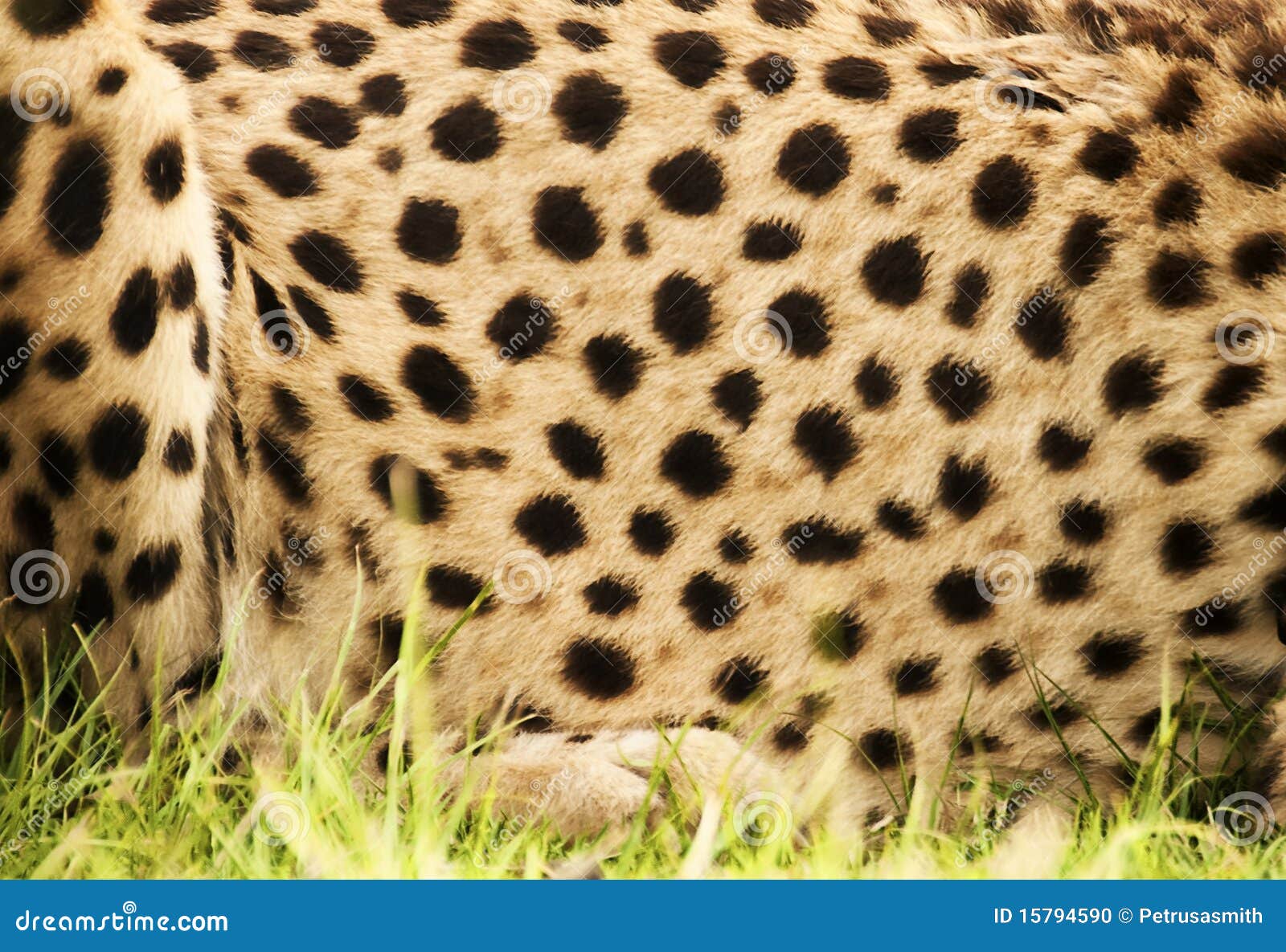 Cheetah print stock photo. Image of brown, textured, spot - 15794590