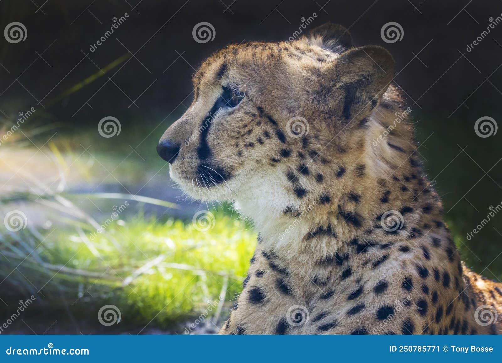 Cheetah Profile, Closeup stock image. Image of predator - 250785771