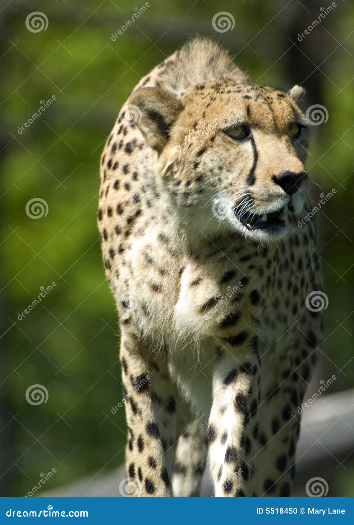 Cheetah on the Prowl stock photo. Image of wildlife, nature - 5518450
