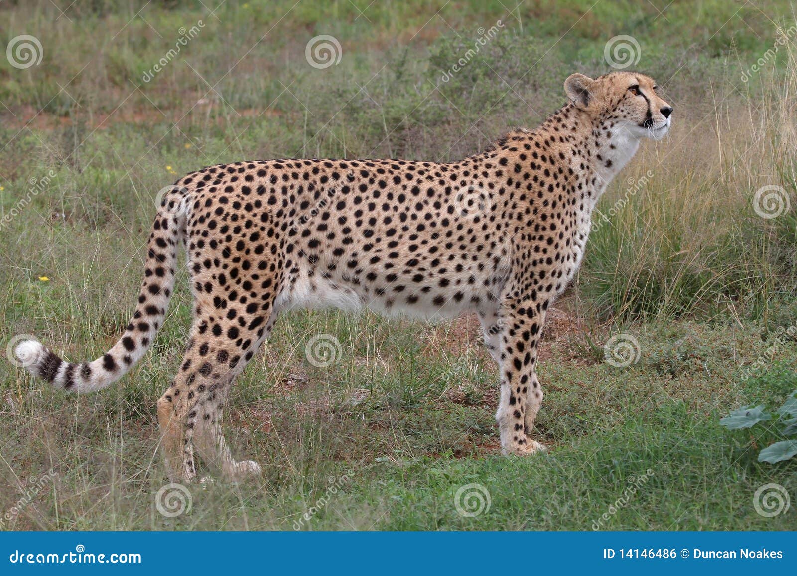 Cheetah Prowling stock photo. Image of grass, park, dots - 14146486