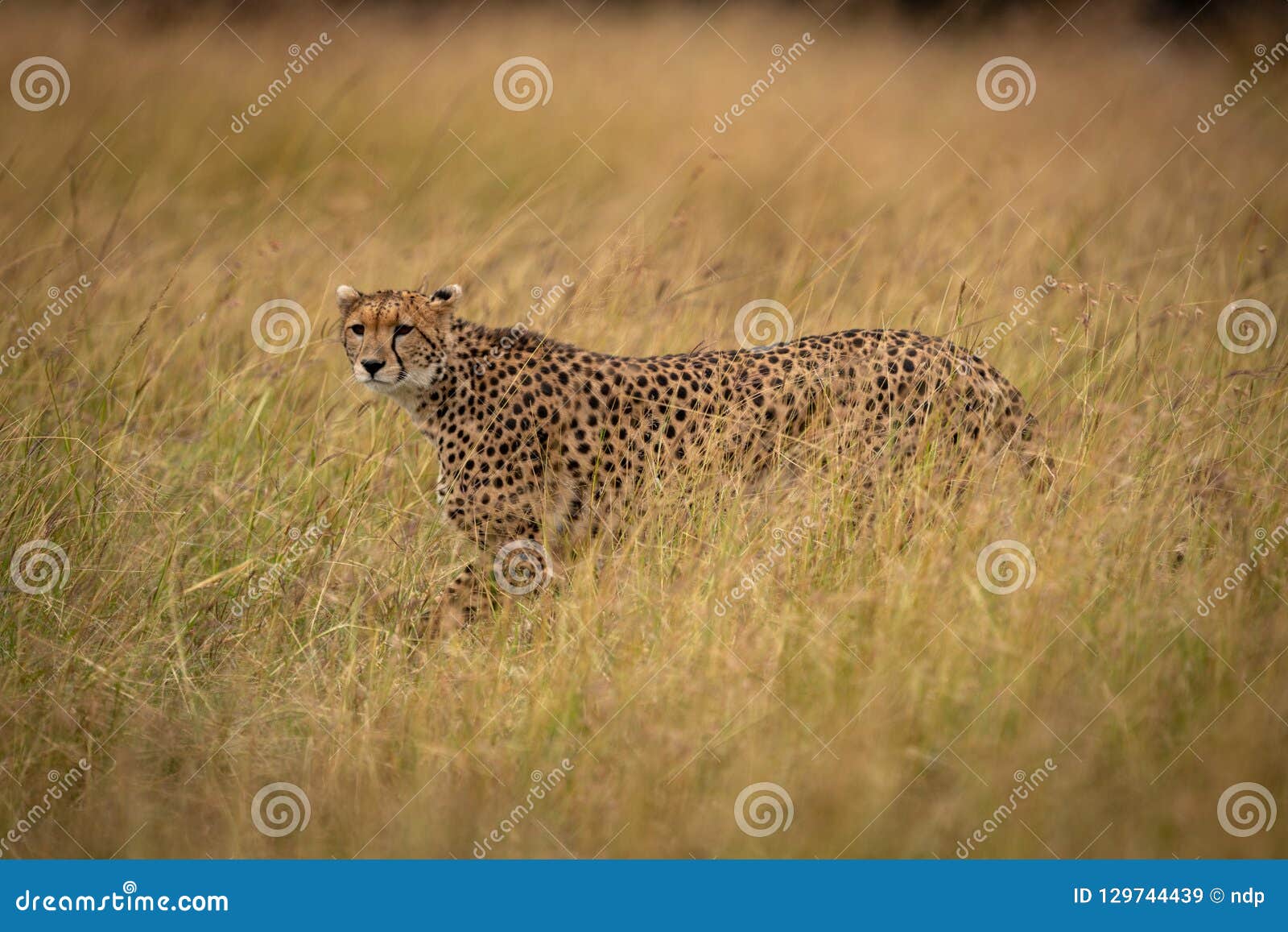 Prowling Through The Grass Royalty-Free Stock Image | CartoonDealer.com ...