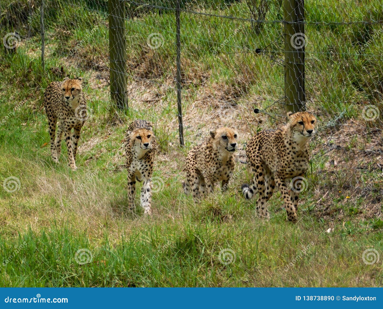 Cheetah queue stock photo. Image of animals, jubatus - 138738890