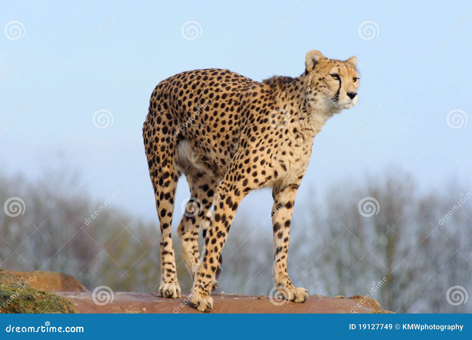 Cheetah ready to pounce stock image. Image of animal - 19127749
