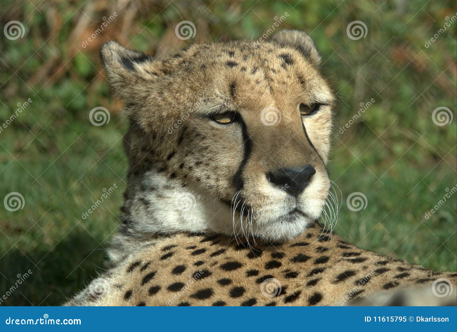Cheetah relaxing stock image. Image of colorful, sleek - 11615795