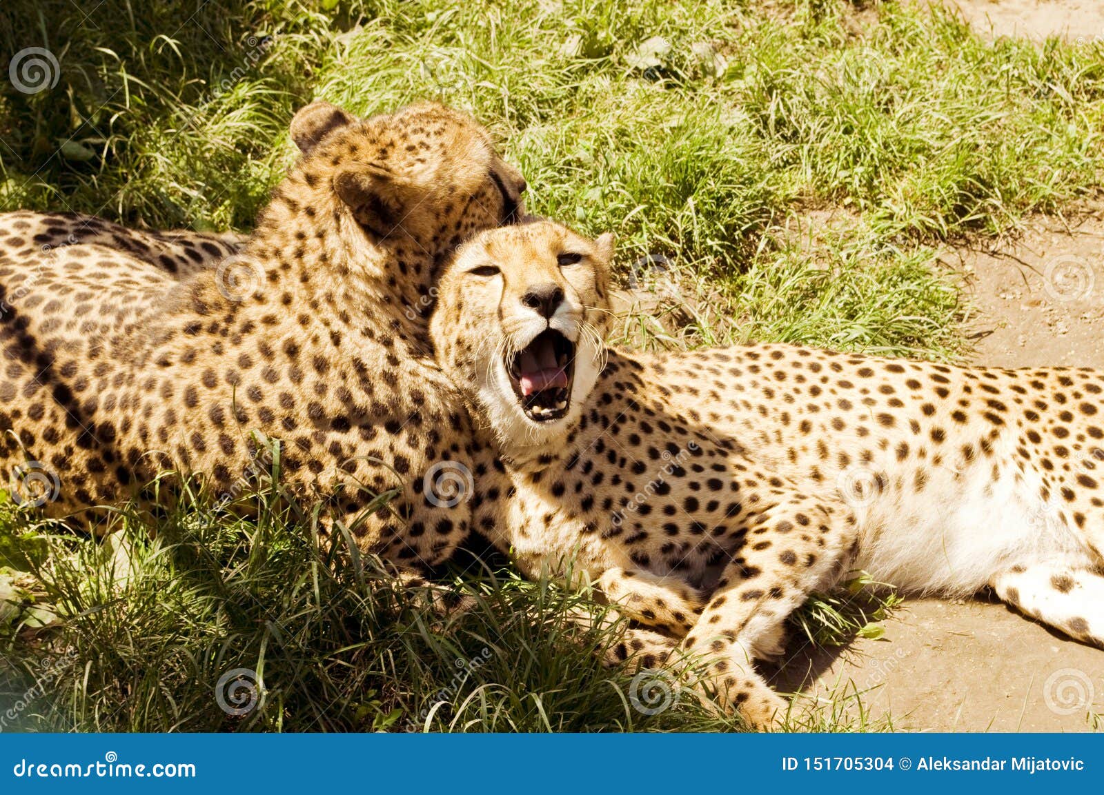 Cheetah relaxing stock photo. Image of laying, rest - 151705304