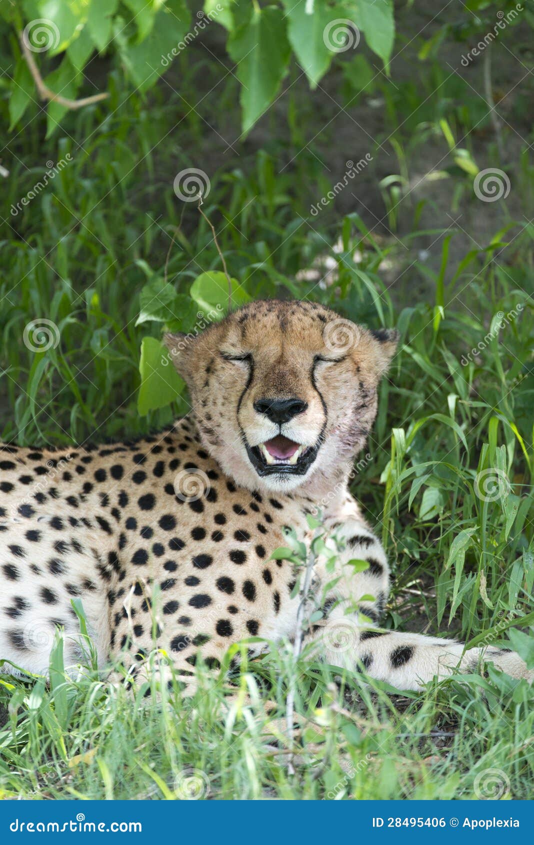 Cheetah Relaxing after Dinner. Stock Photo - Image of elegance, agility ...