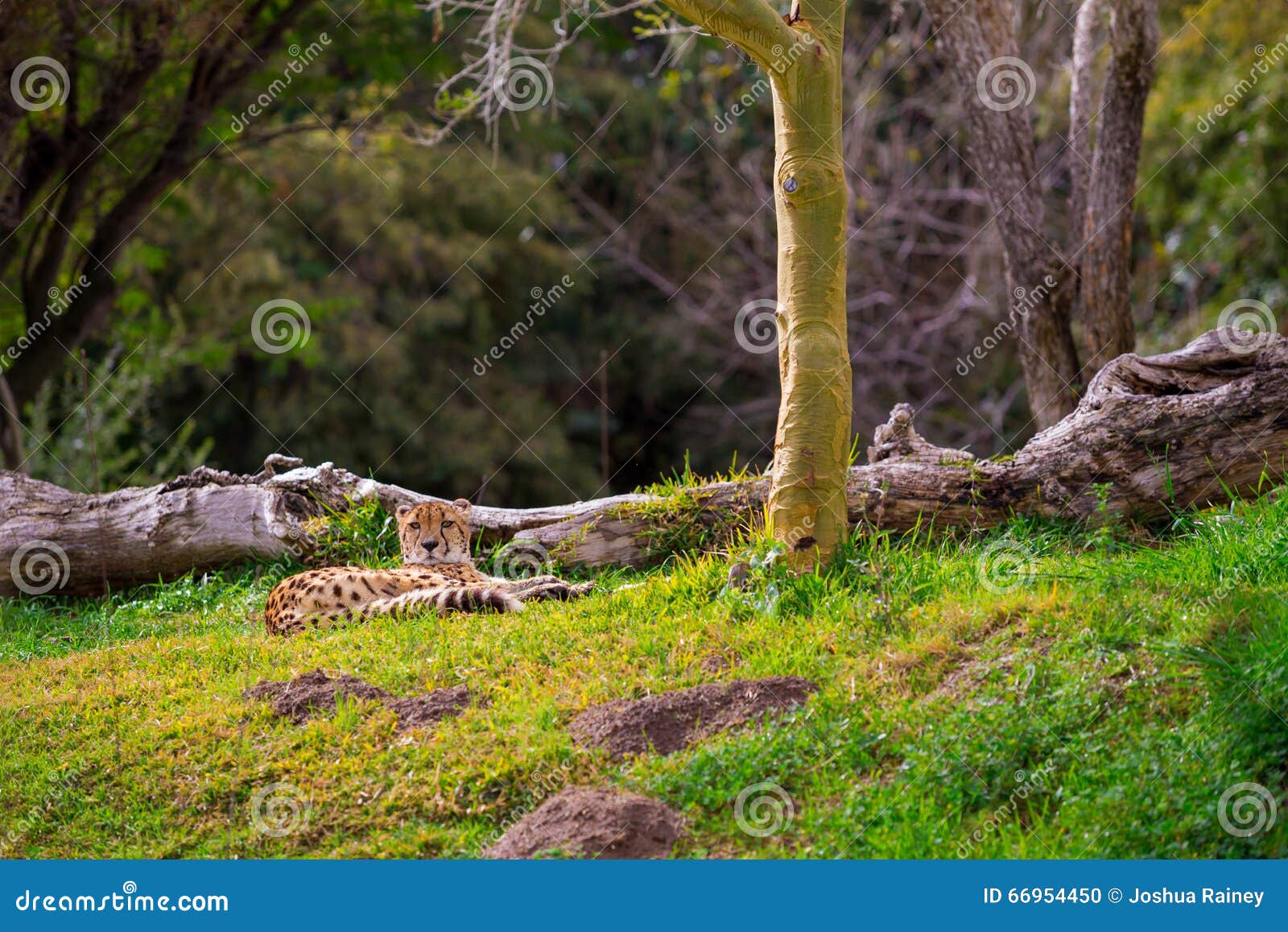 Cheetah Relaxing on Grass stock photo. Image of cheetahs - 66954450