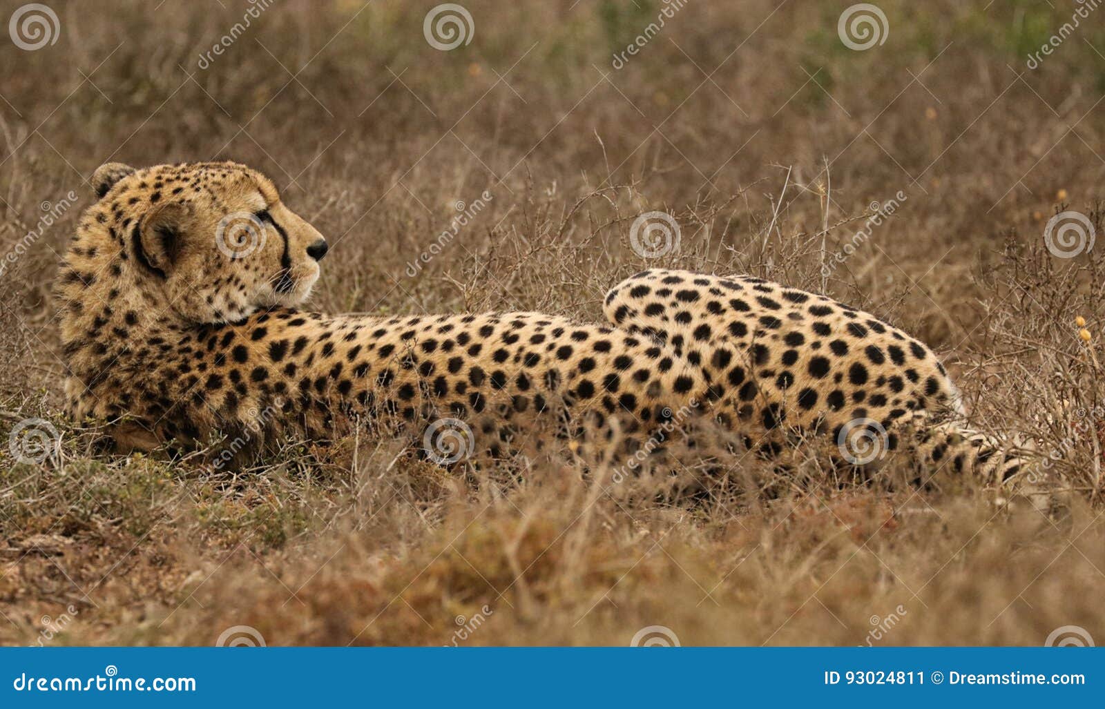 Cheetah Relaxing in the Grassy Planes. Stock Image - Image of ...