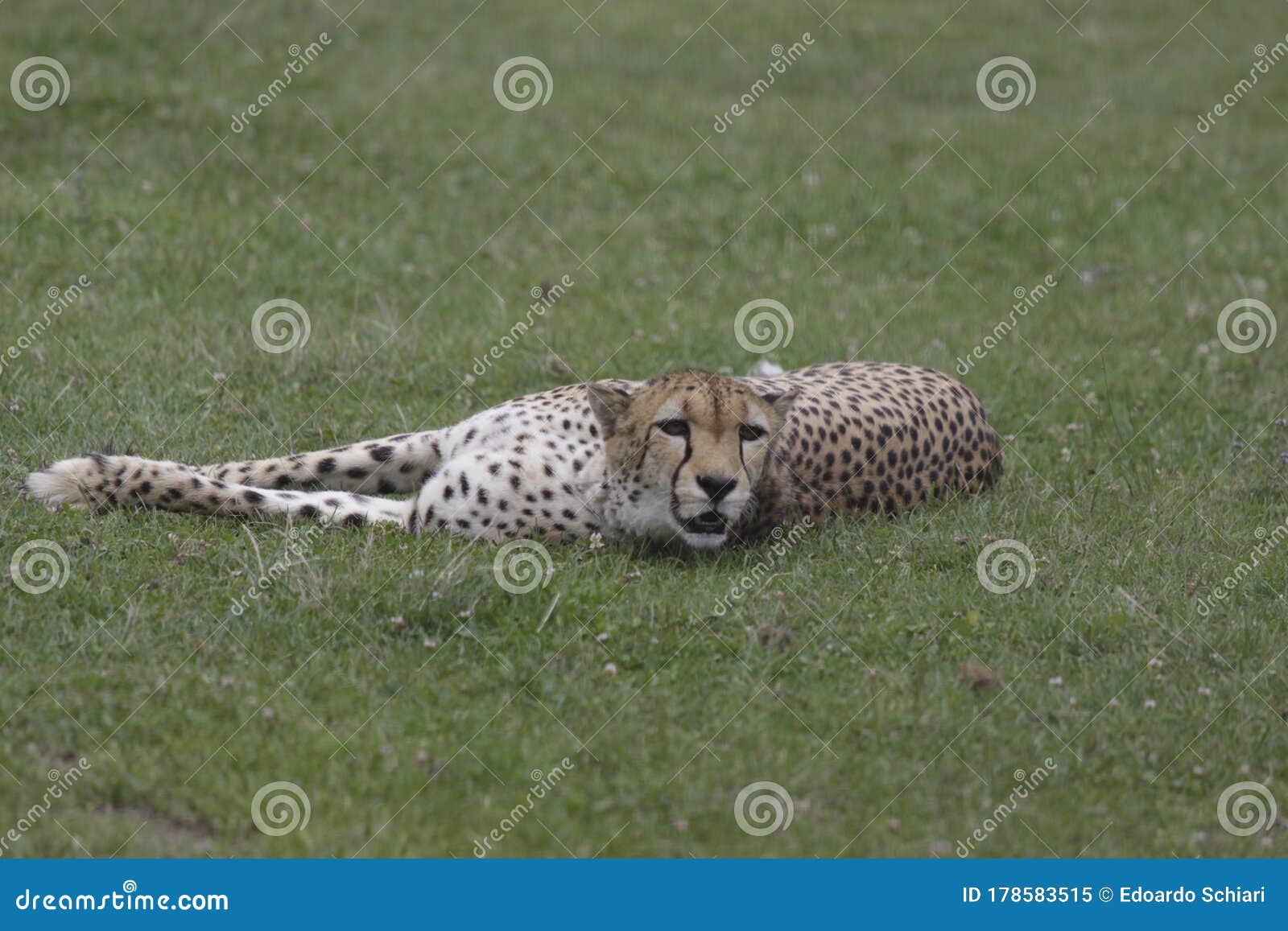 Cheetah relaxing at zoo stock image. Image of furry - 178583515
