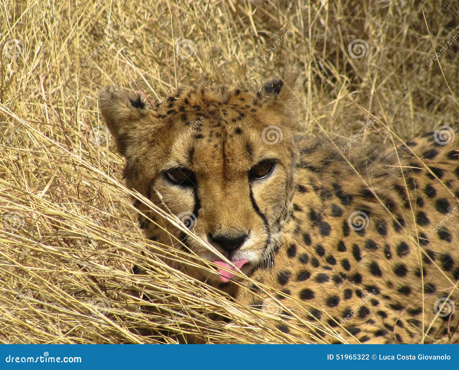 Cheetah relaxing stock photo. Image of africa, etosha - 51965322