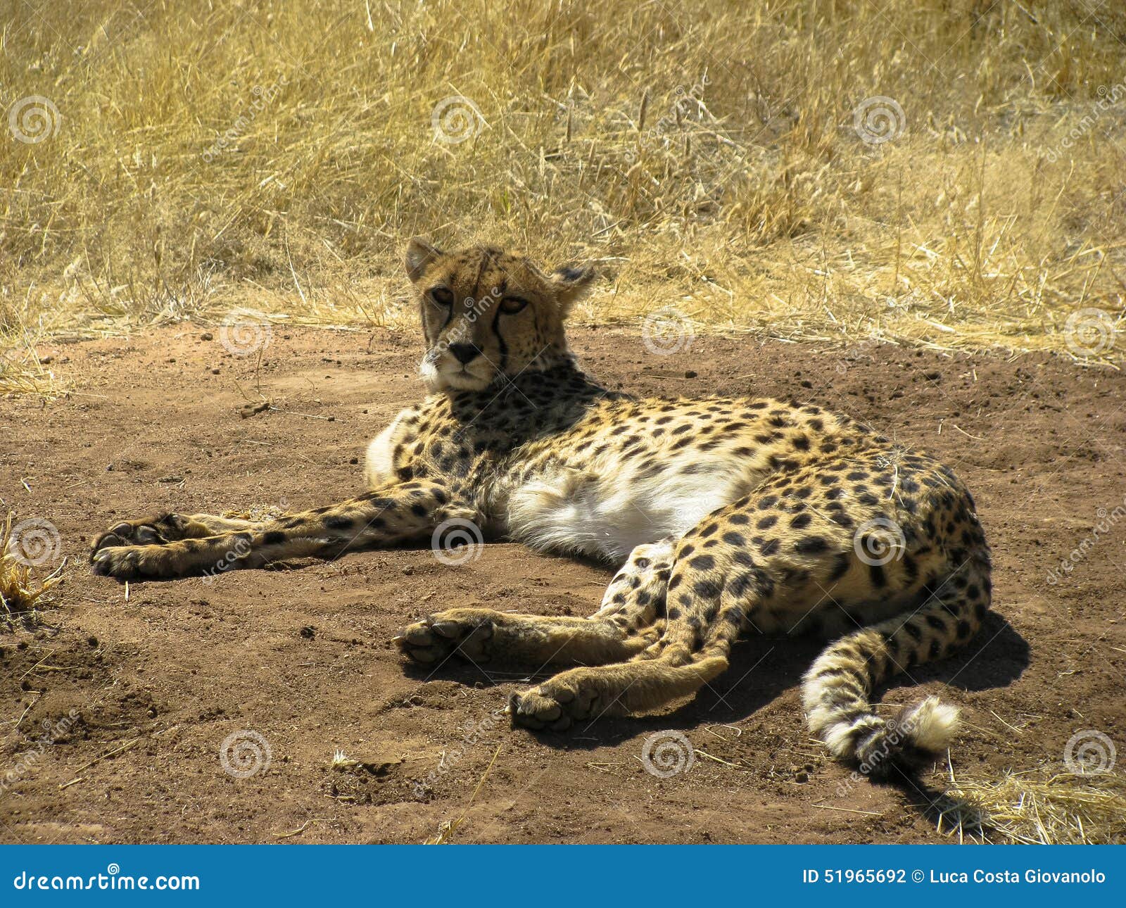 Cheetah relaxing stock photo. Image of snout, safari - 51965692