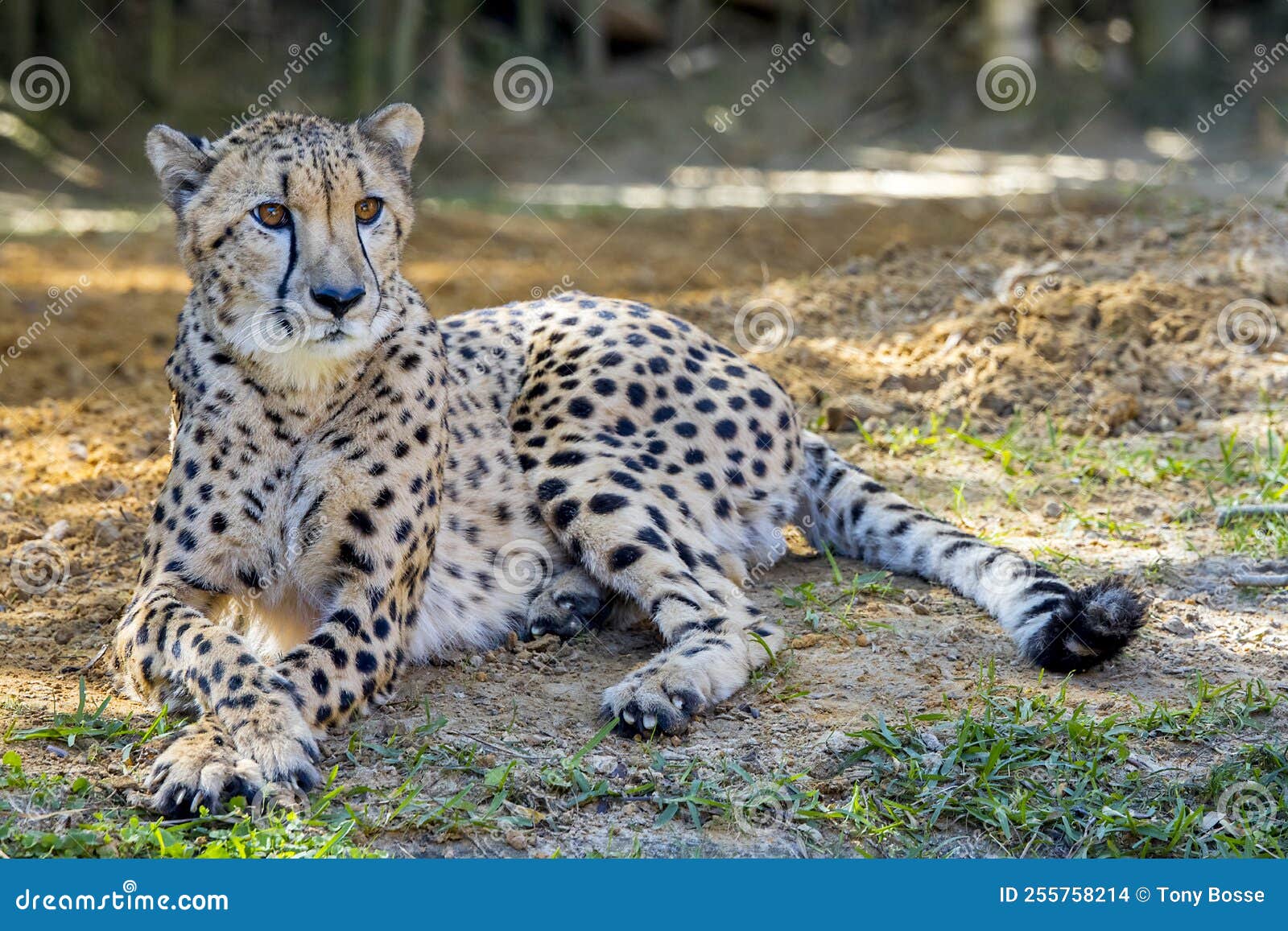 Cheetah Relaxing in the Shade Stock Photo - Image of mammal, wild ...
