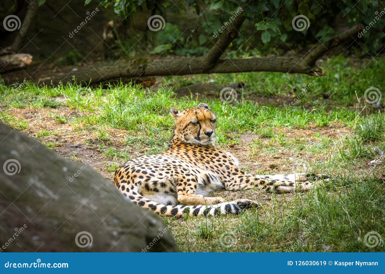 Cheetah Relaxing in the Sun on Green Grass Stock Image - Image of ...