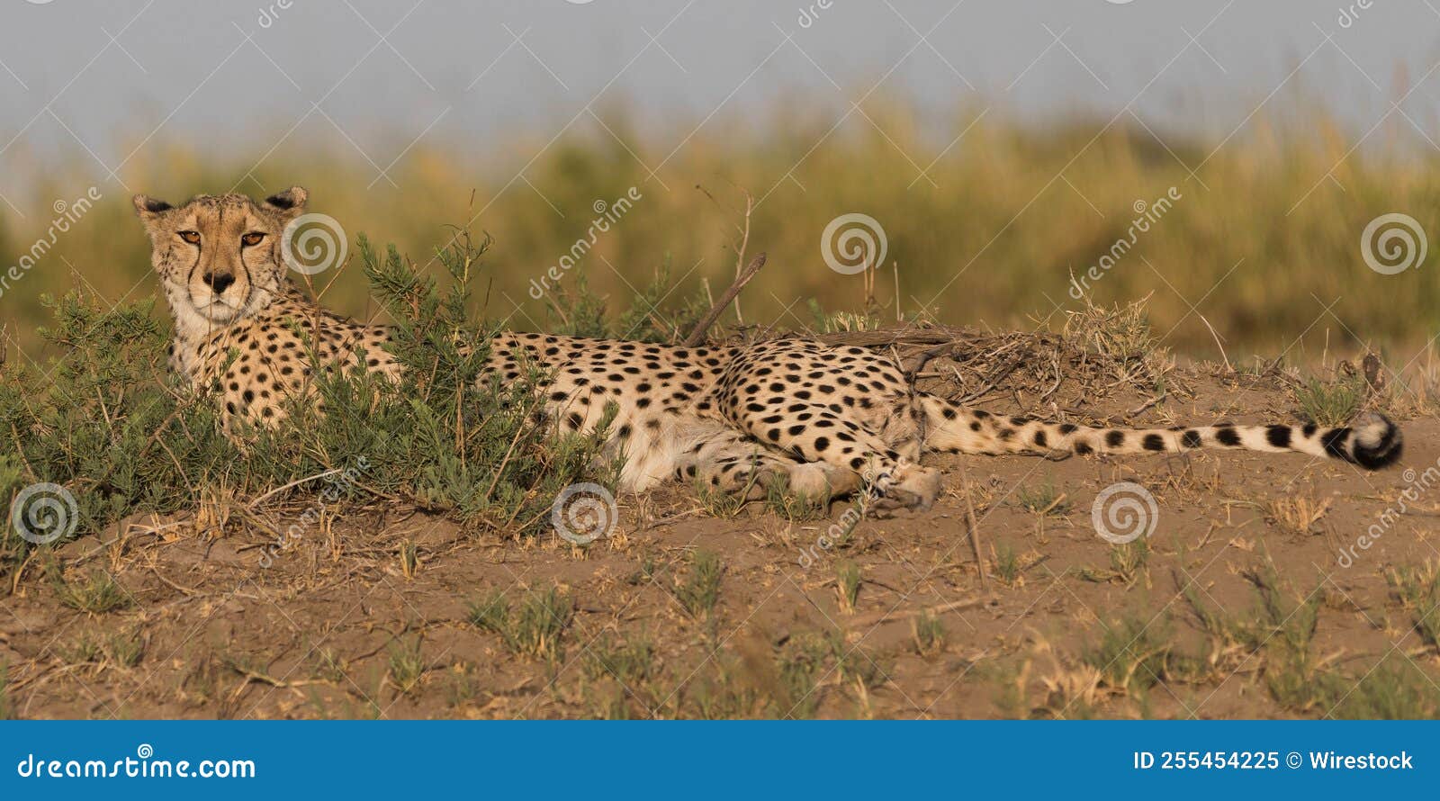 Cheetah Relaxing in the Wild Stock Image - Image of looking, wild ...